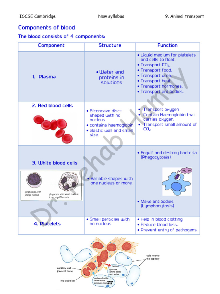 Animal Transport Notes | PDF