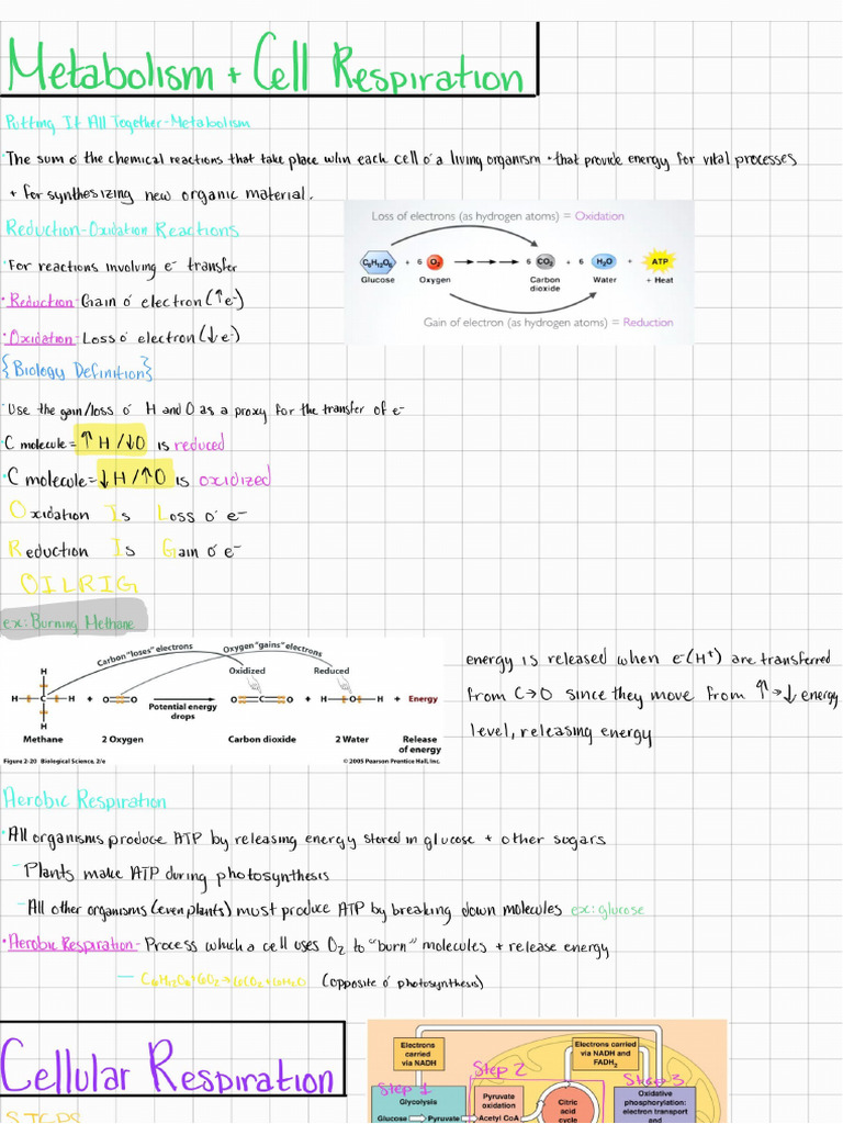 Metabolism + Cellular Respiration - 230917 - 175059 | PDF