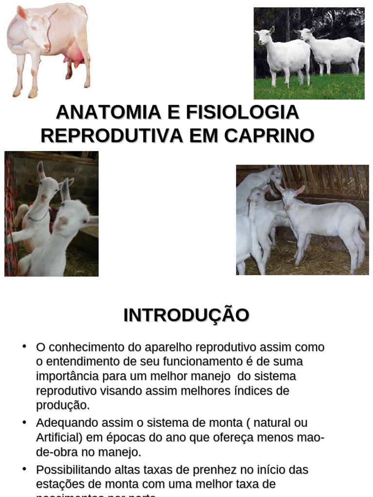 ANATOMIA E FISIOLOGIA REPRODUTIVA DO CAPRINO | PDF