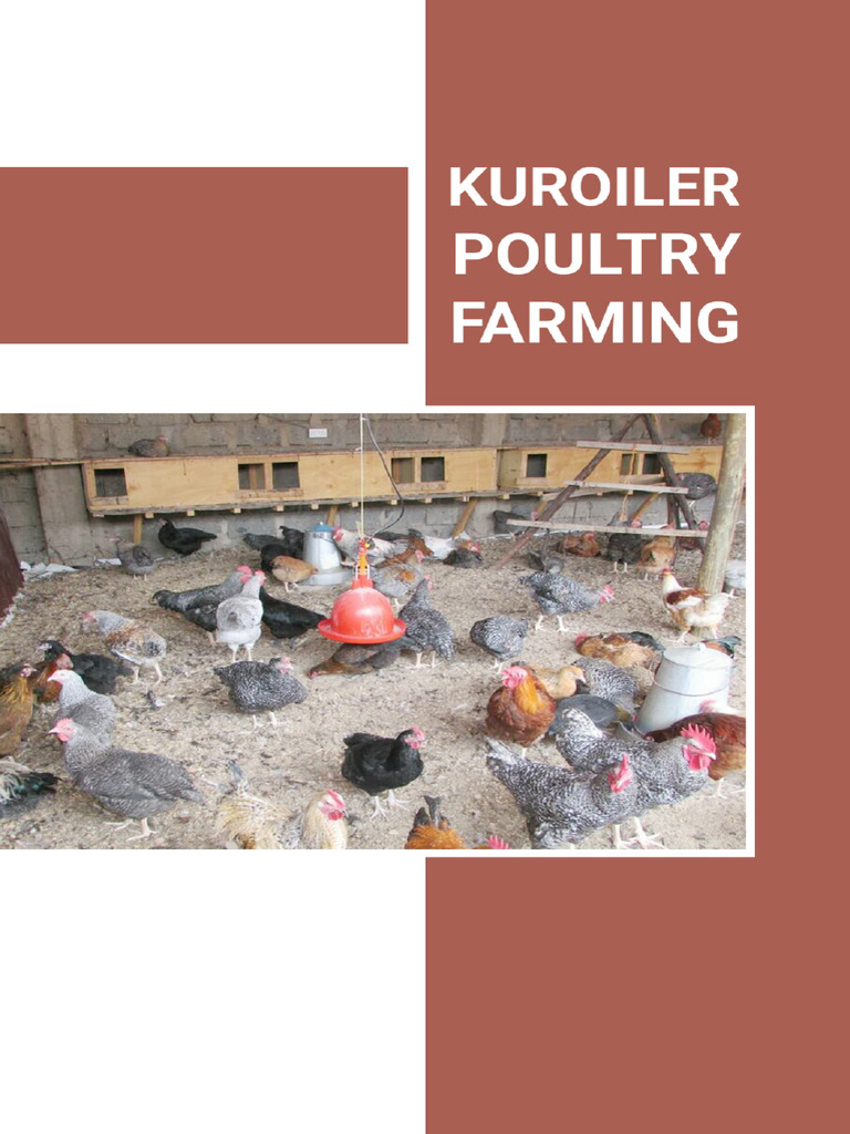 Kuroiler Poultry Farming | PDF
