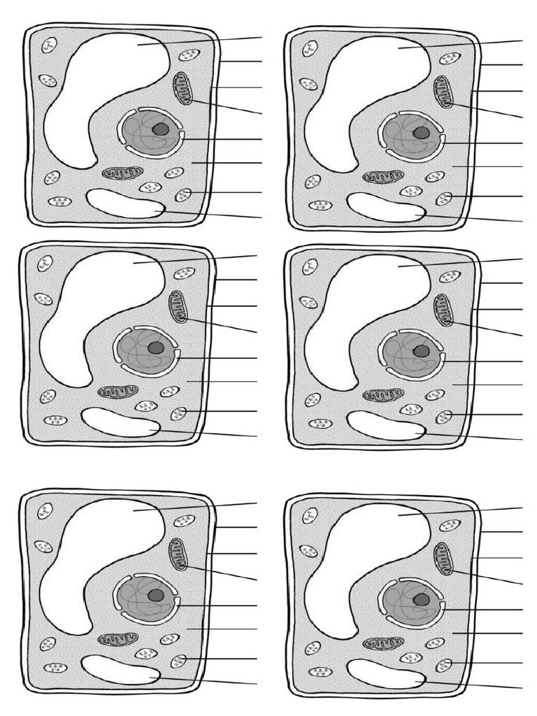 L2 Plant Cell | PDF