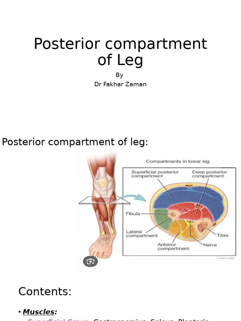 Posterior Leg | PDF
