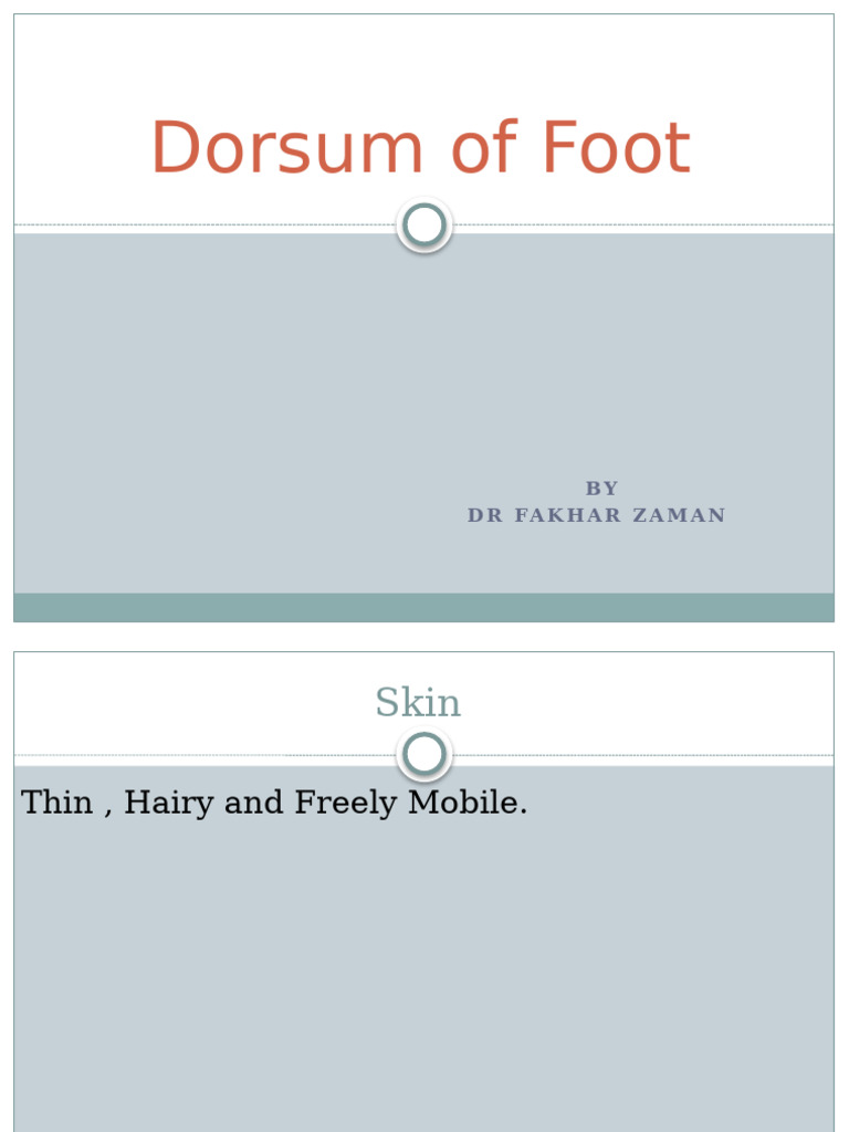 Dorsum of Foot | PDF