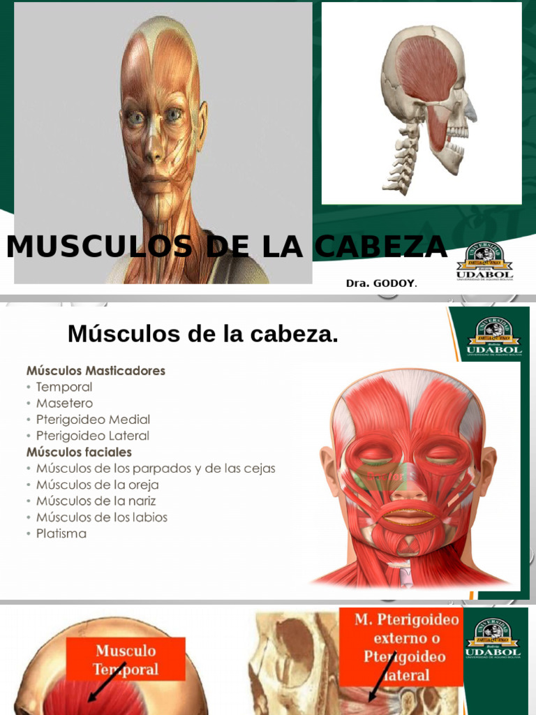 Musculos de La Cabeza | PDF