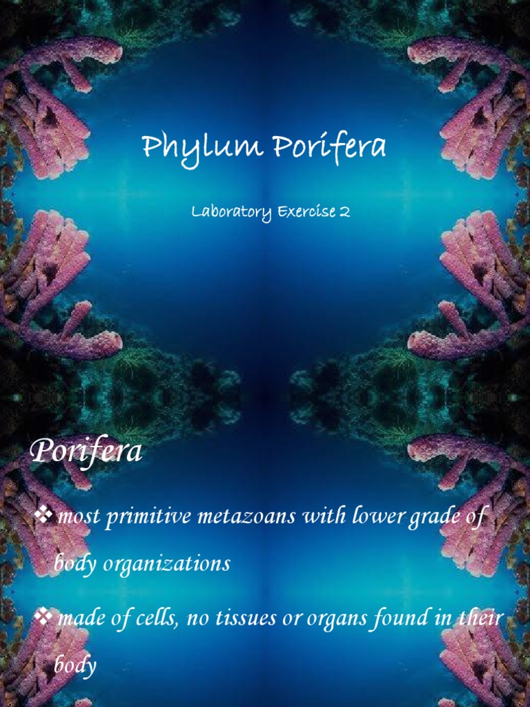 Phylum Porifera (Lab - Exer.2) | PDF | Sponge | Animal Taxonomy