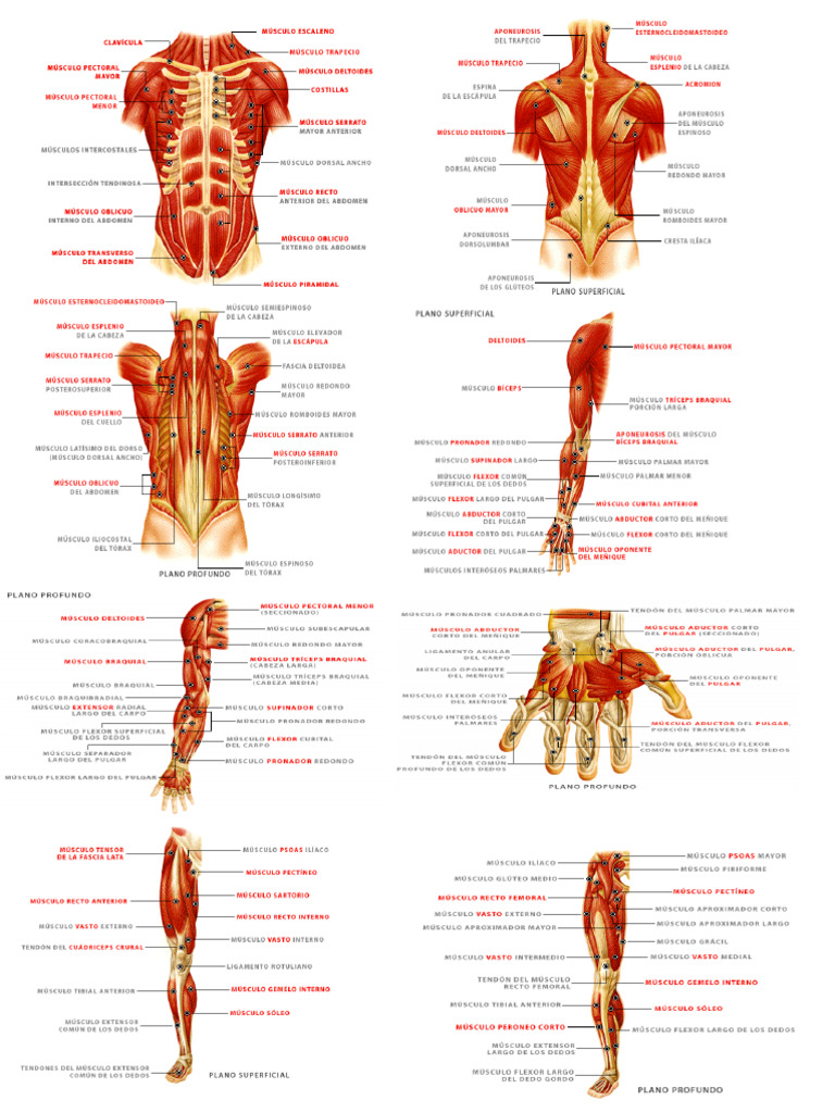 Musculos | PDF