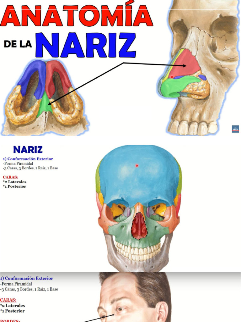 Anatomia de La Nariz | PDF