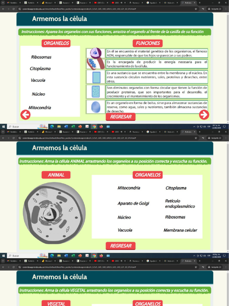 Prueba S | PDF