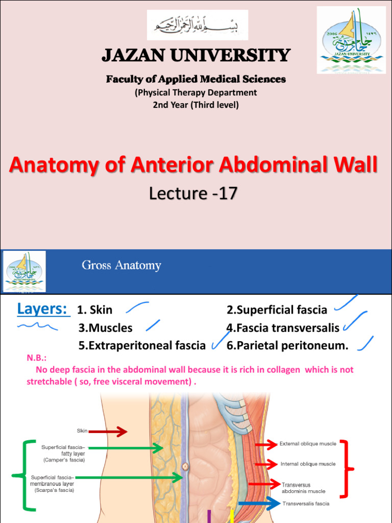 17 - Anterior Abdominal Wall | PDF