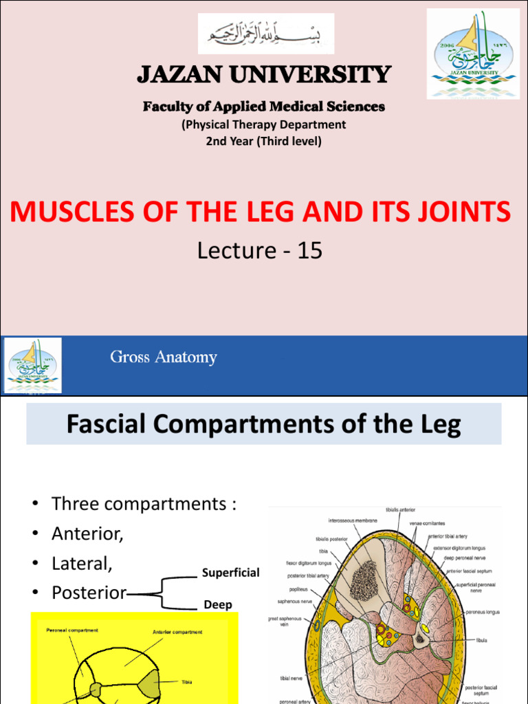 15 - Muscle of The Leg | PDF