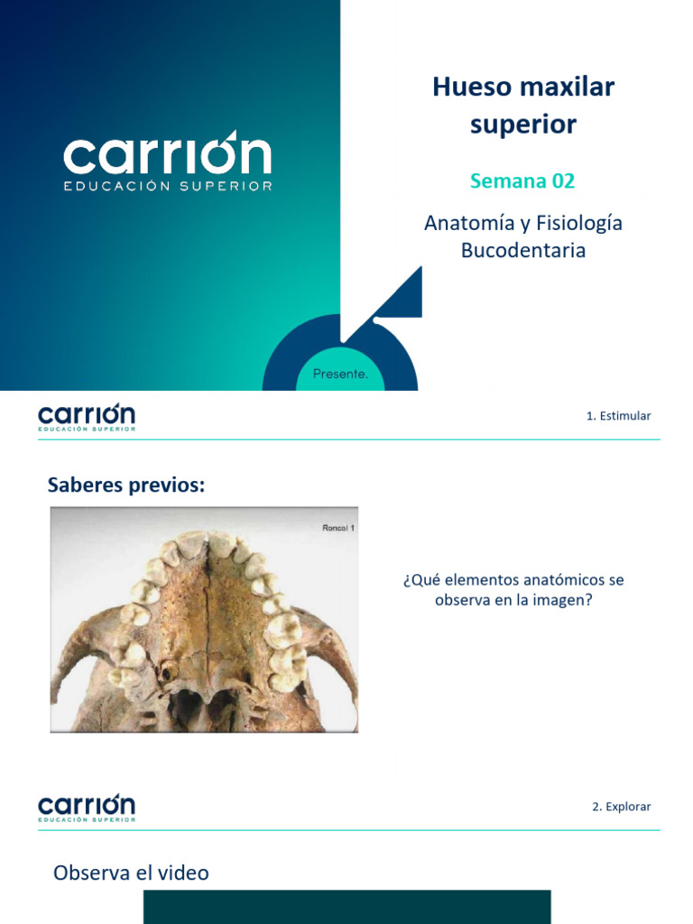 Semana 02 HUESO MAXILAR | PDF