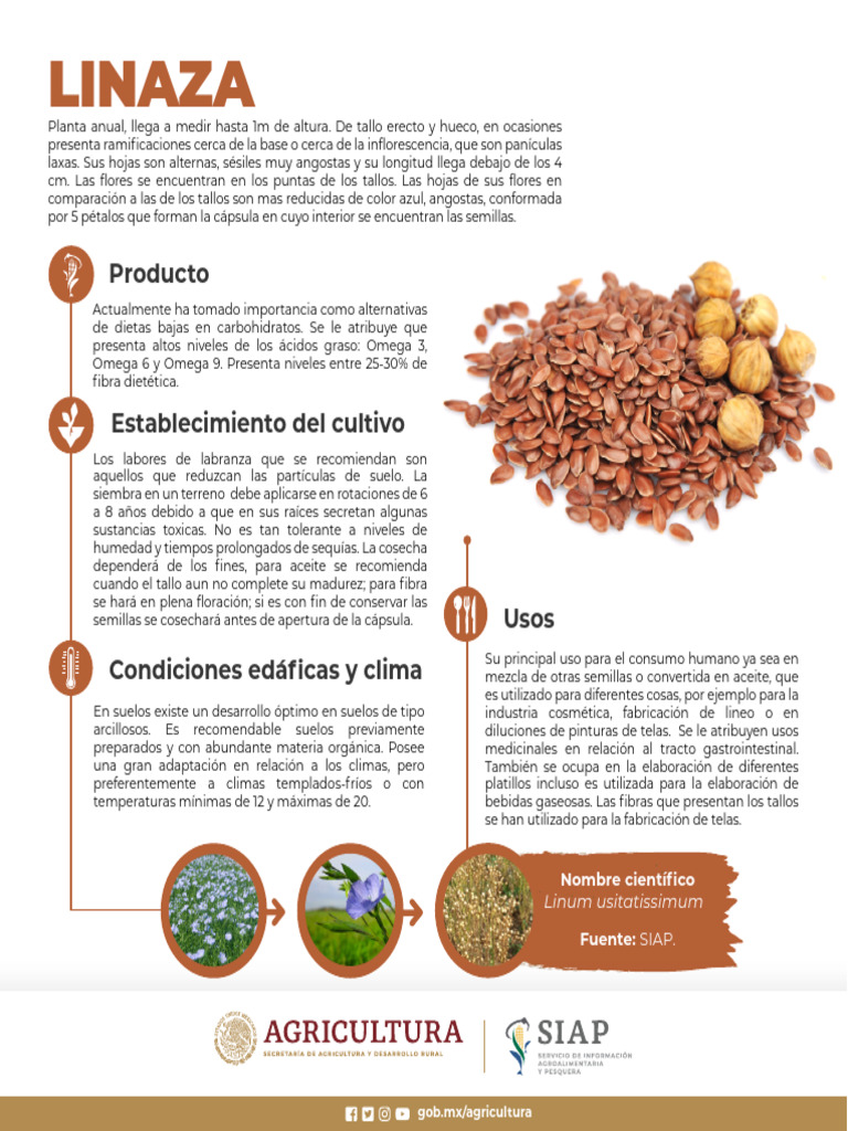 Linaza Grano Web | PDF