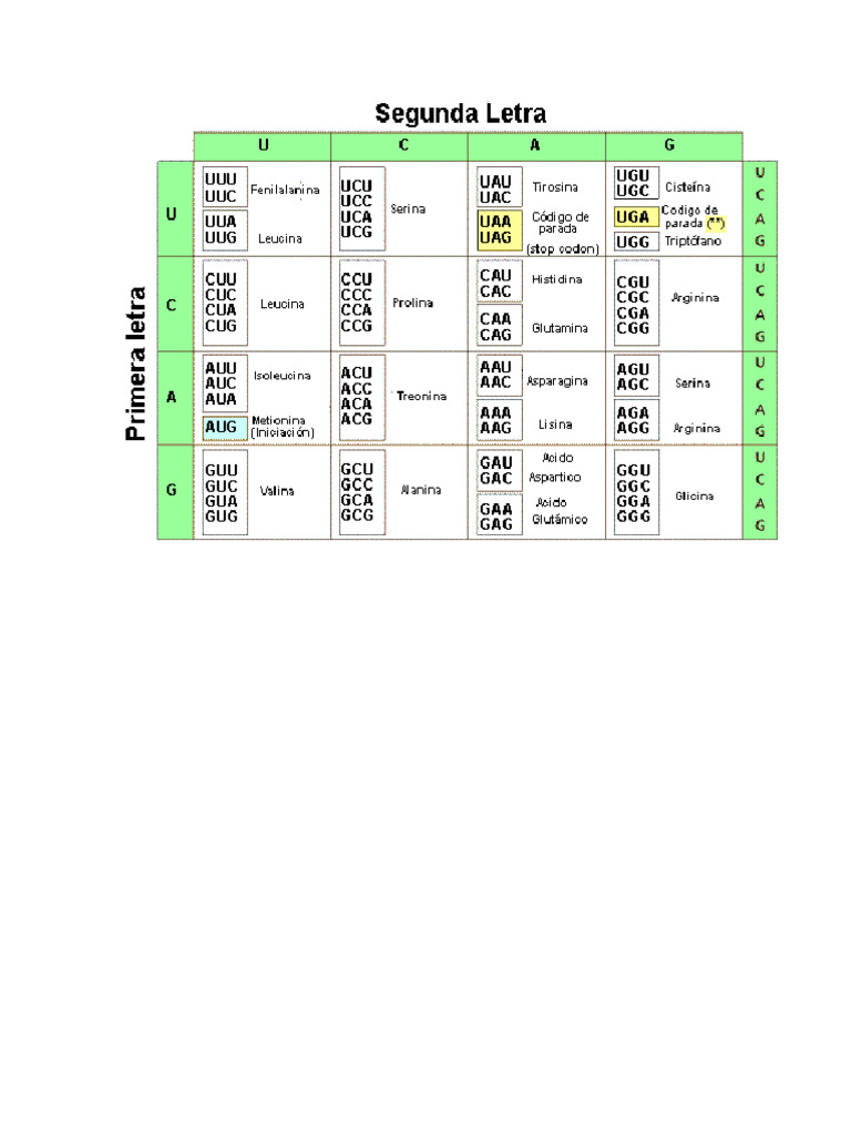 Tabla Síntesis de Proteínas | PDF