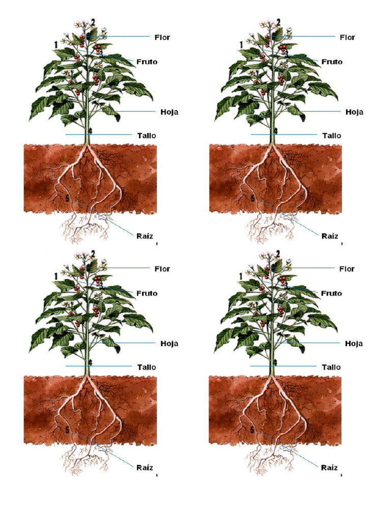 Partes de Una Planta | PDF