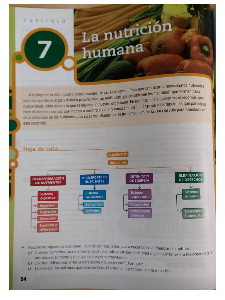 Bio 2 - Cap 7 - La Nutrici-N Humana | PDF