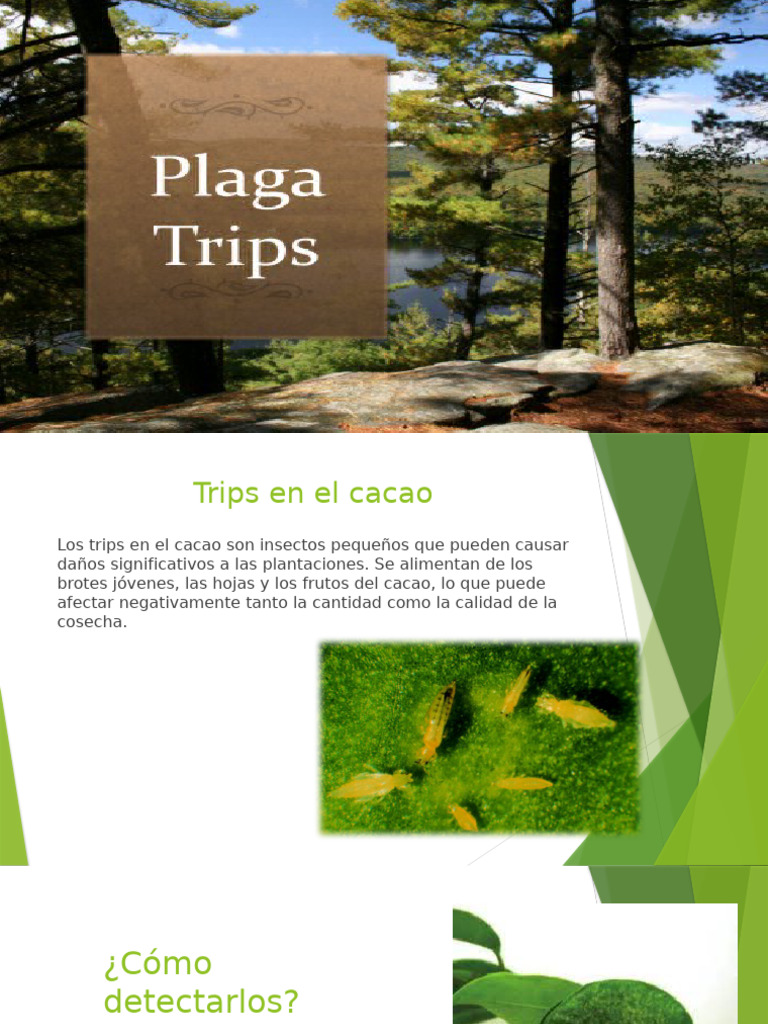 Plagas | PDF