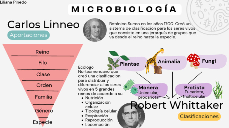 Mapa Mental Linneo y Whittaker | PDF