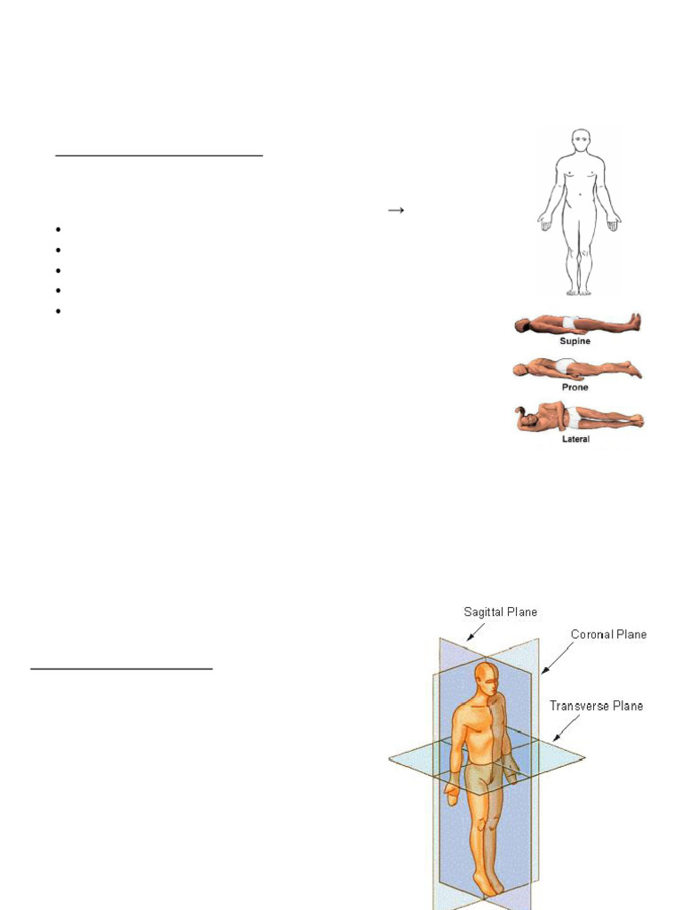 General Anatomy Positions Planes | PDF | Science & Mathematics