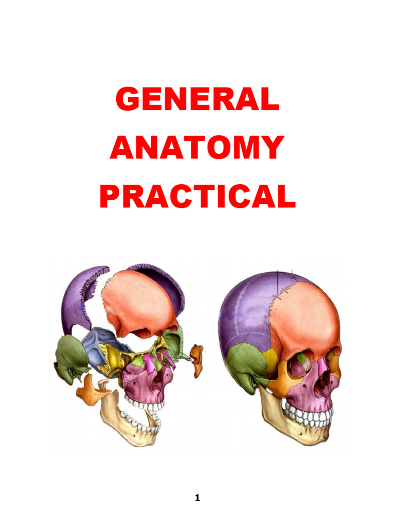 Skull Practical | PDF