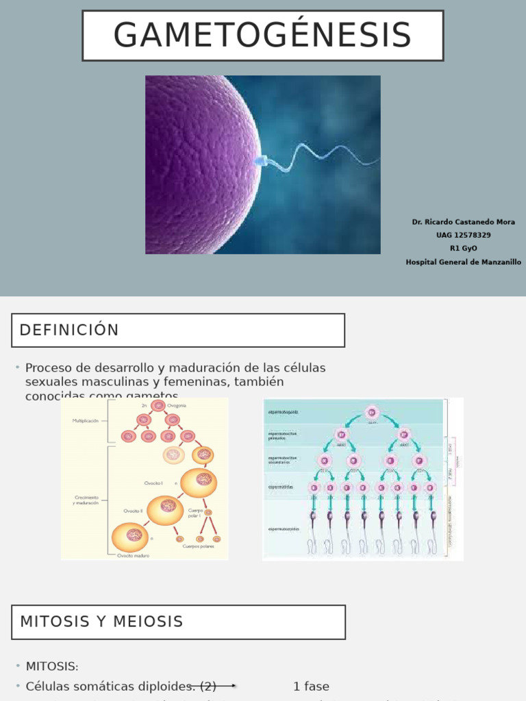 Gametogénesis | PDF