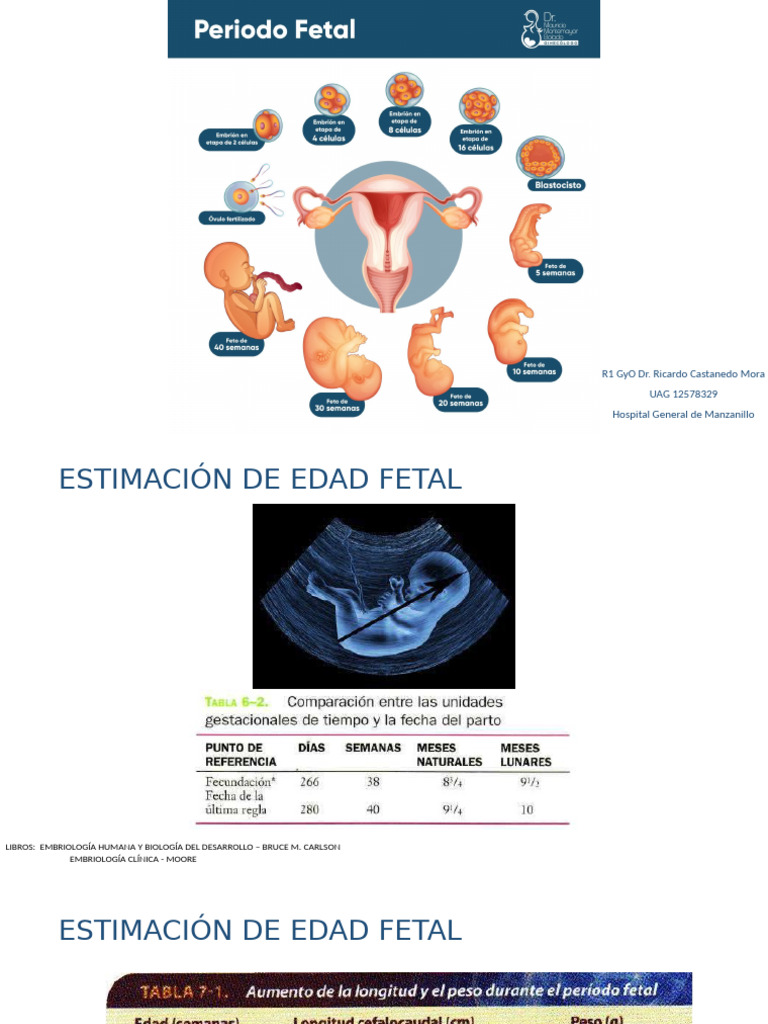 PERIODO FETAL | PDF