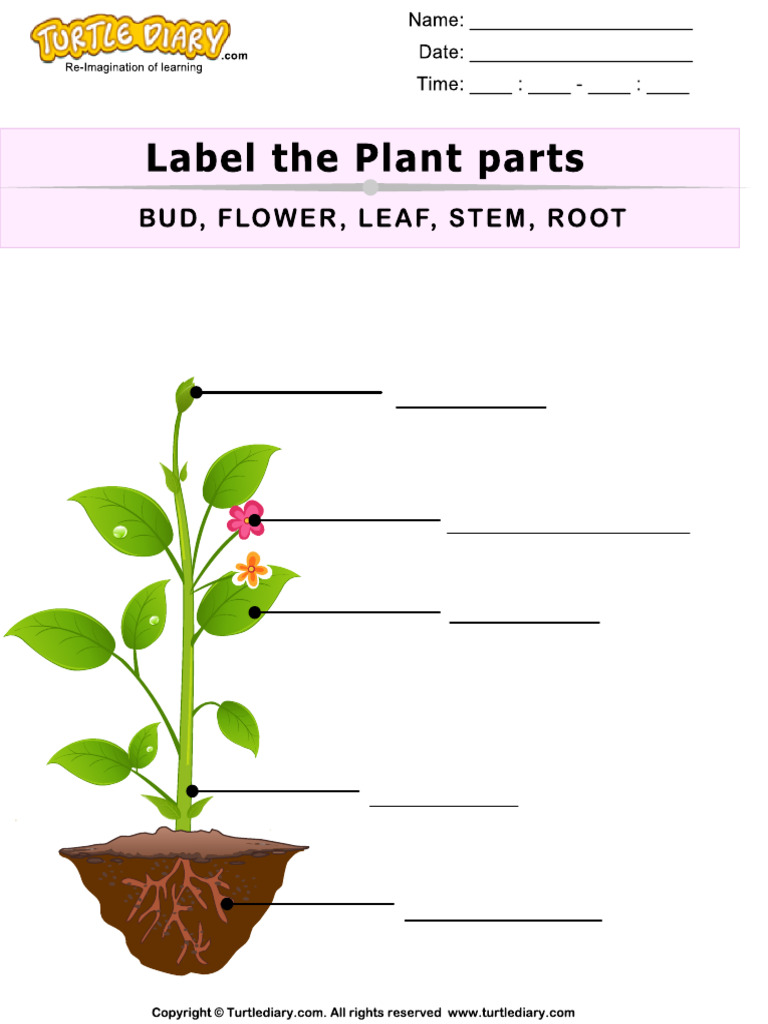Label The Plant Parts | PDF