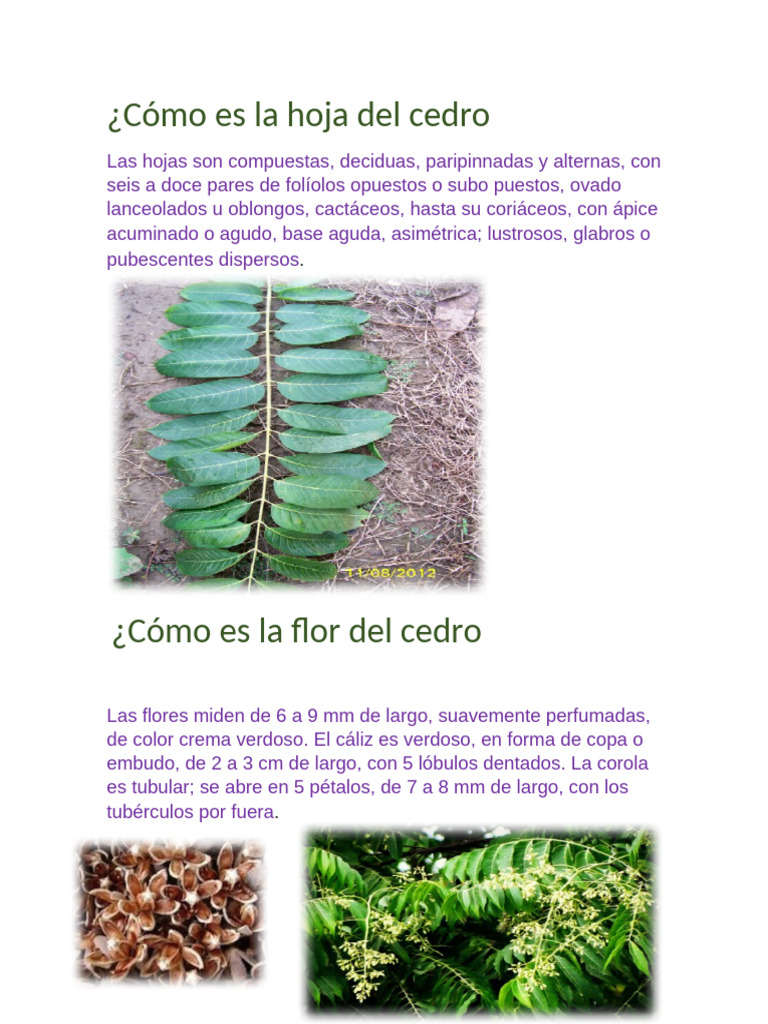 Tipos Del Cedro | PDF