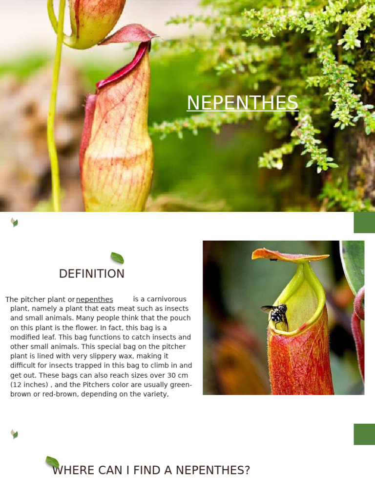 The Pitcher Plants Group 6 Grade 9 | PDF