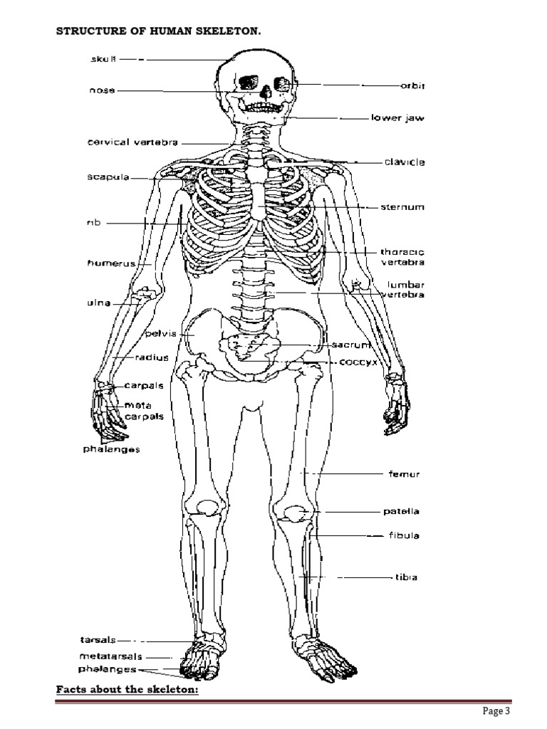 Structure of Human Skeleton | PDF