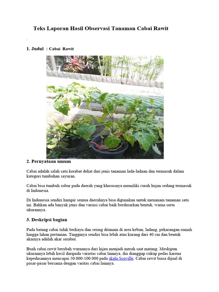 Contoh Teks Laporan Hasil Observasi Tanaman Cabai Rawit | PDF