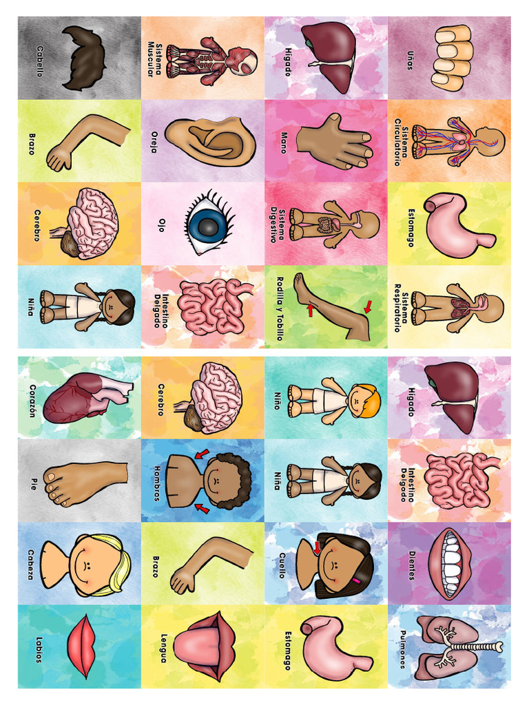 Lotería Cuerpo Humano | PDF