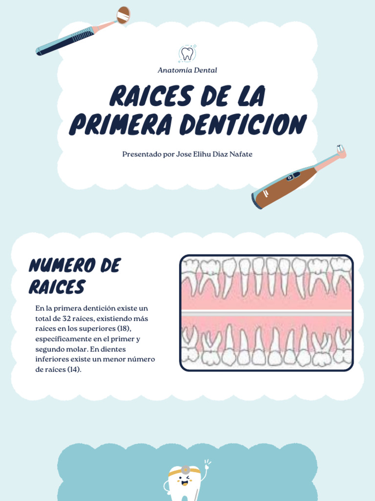 Raices Dientes Primarios | PDF