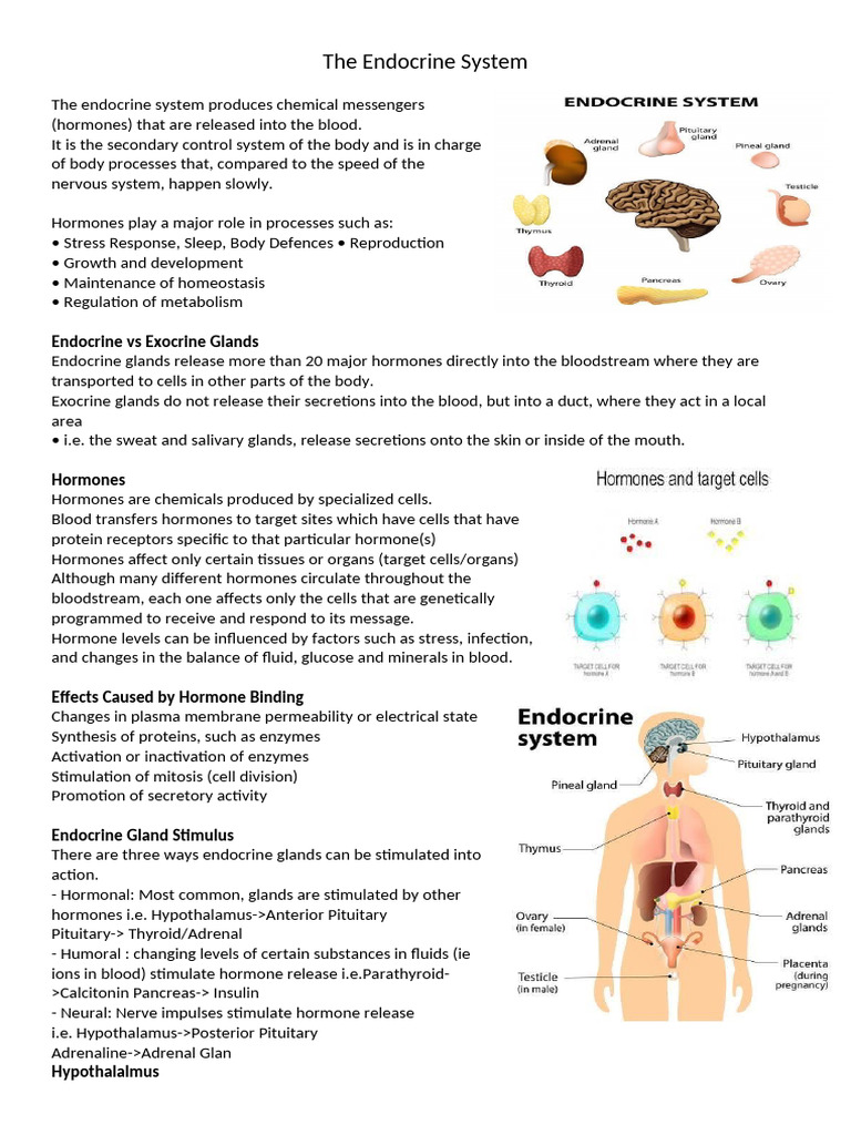 Understanding the Endocrine System | PDF | Endocrine System | Wellness
