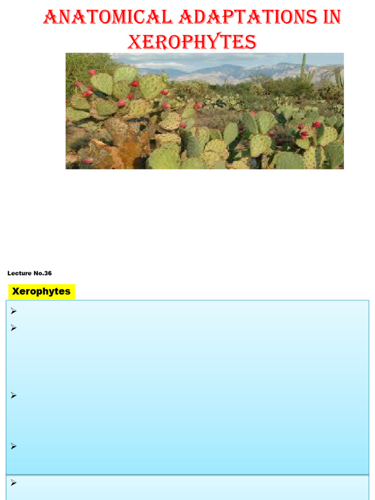 933784354anatomical Adaptations in Xerophytes | PDF