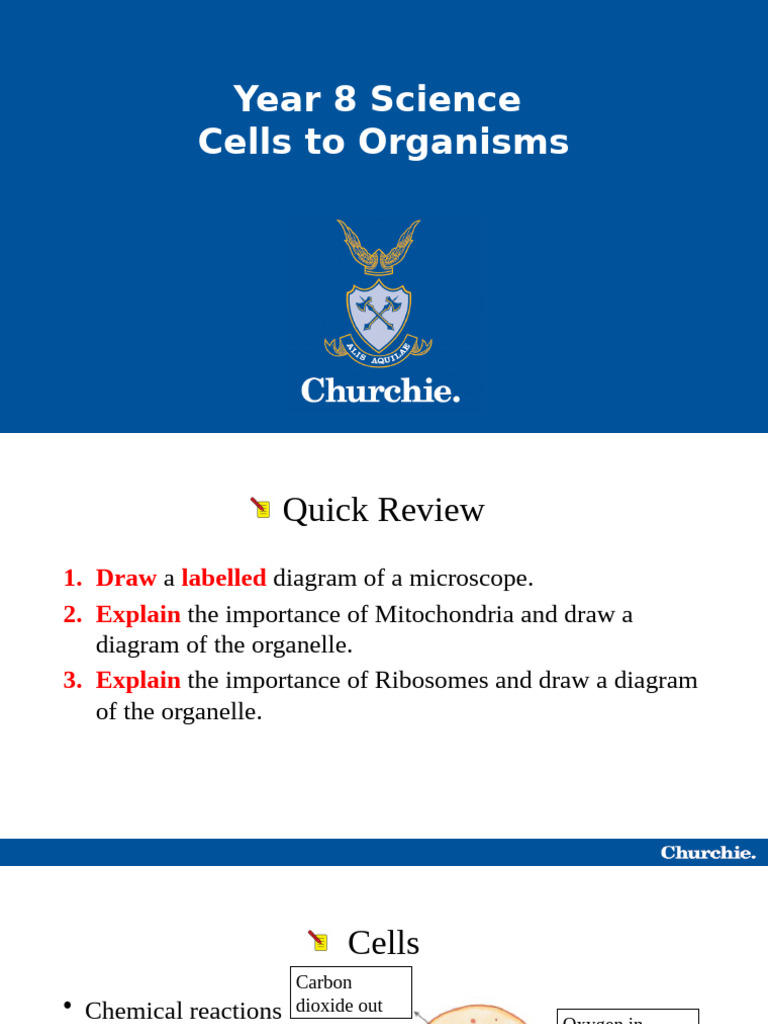 Cell To Organism PPT Blank | PDF