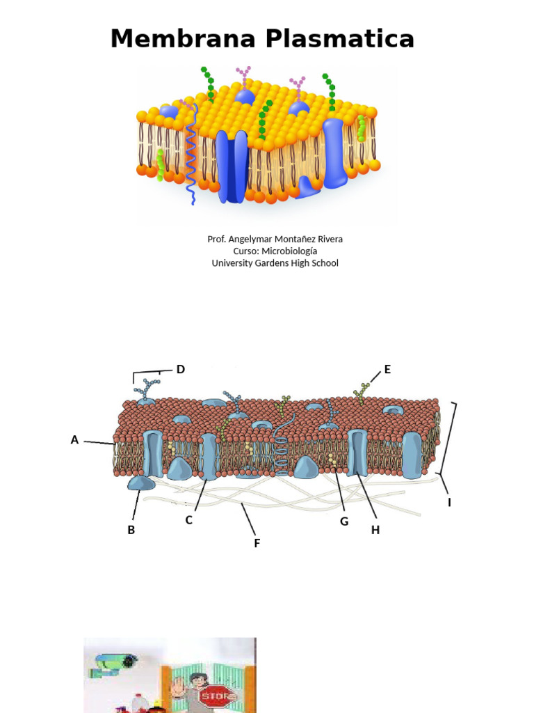 Cap 3 - Membrana Plasmatica | PDF