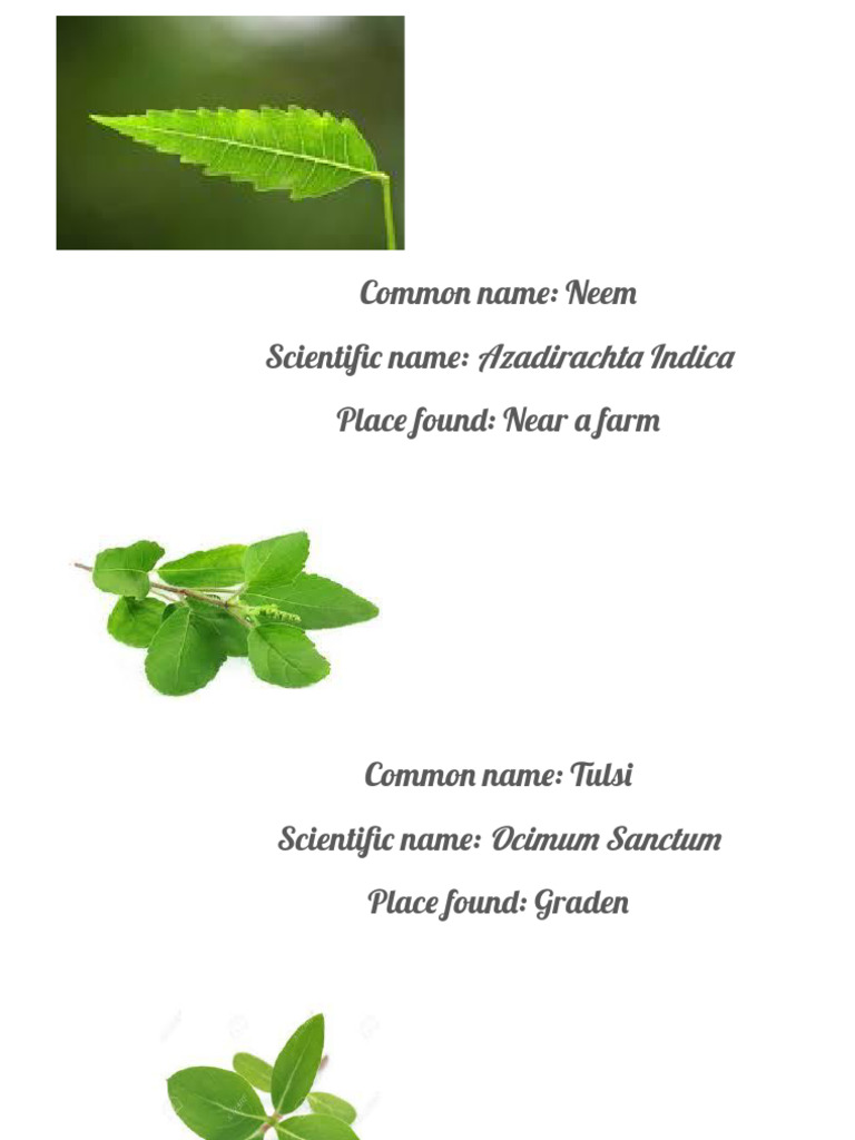 11zon Rotated Pdf Pdf