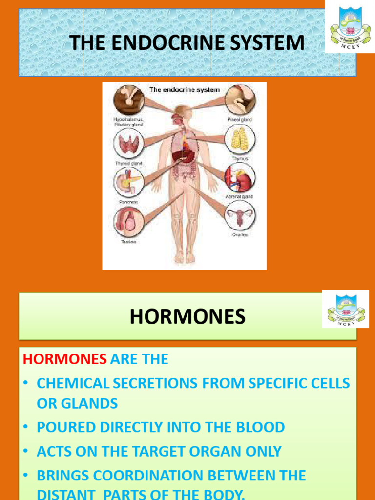 10 Endocrine System | PDF