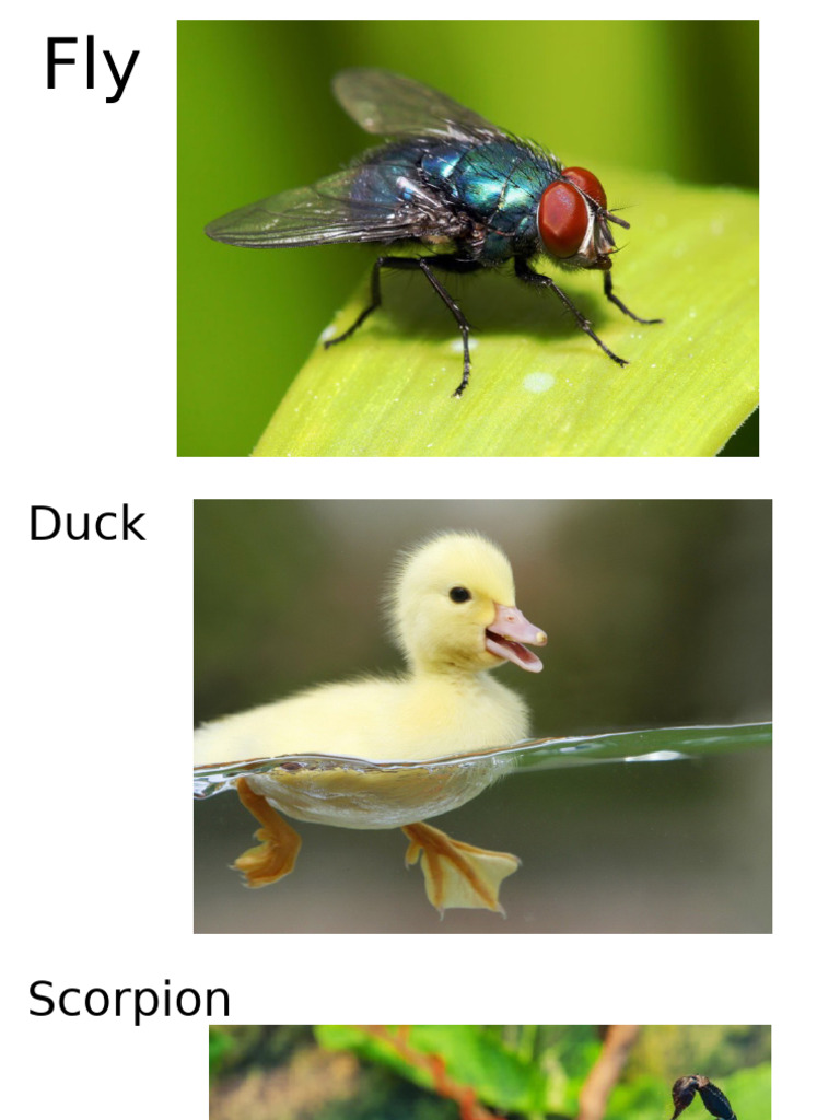 External Features of Animals | PDF