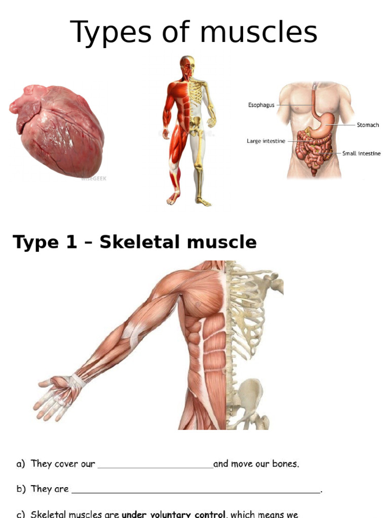 Types of Muscles | PDF