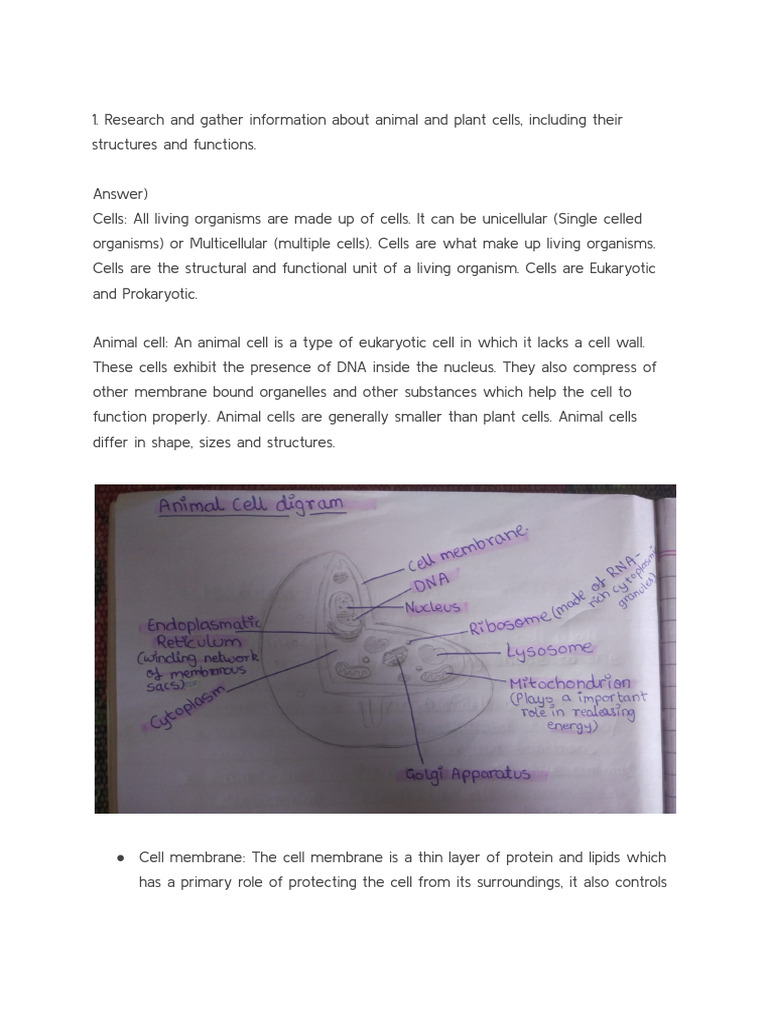 Comparing Animal and Plant Cells (Bio Holiday Homework) | PDF