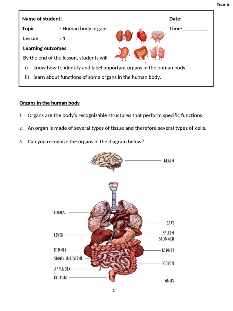 Ws 1 Organs in Body | PDF