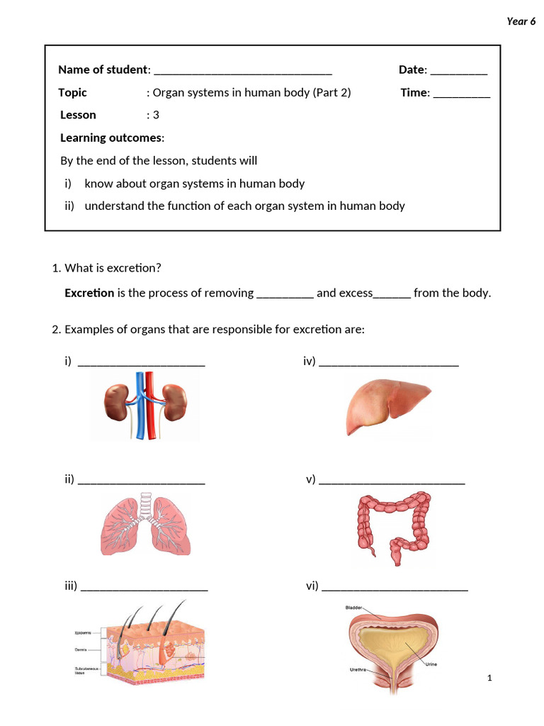 Ws 3 Organ System Part 2 | PDF