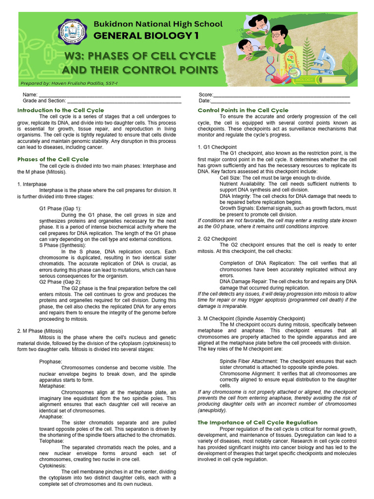GB1 W3 MD Cell Phases | PDF