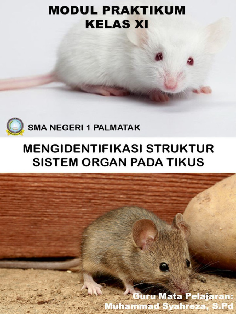 Praktikum Sistem Organ Tikus | PDF