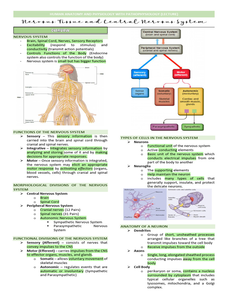 Laboratory 6. Nervous Tissue and CNS | PDF