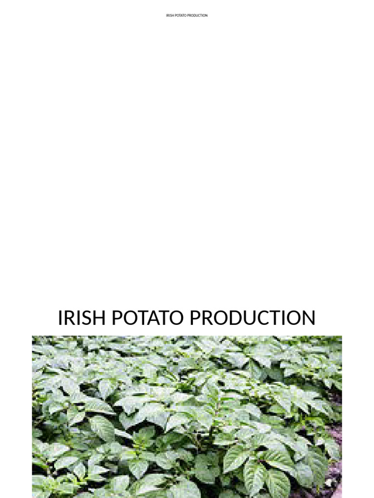 Irish Potato Production | PDF