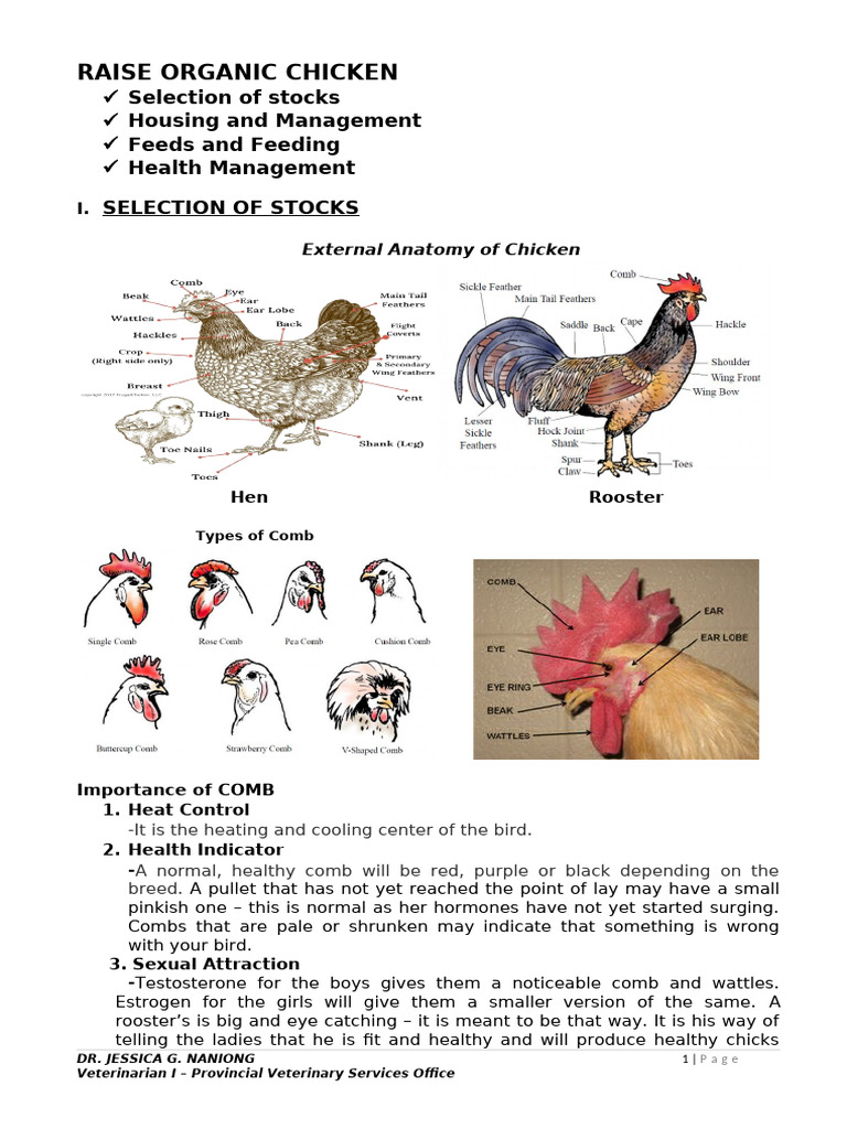 Raise Organic Chicken | PDF