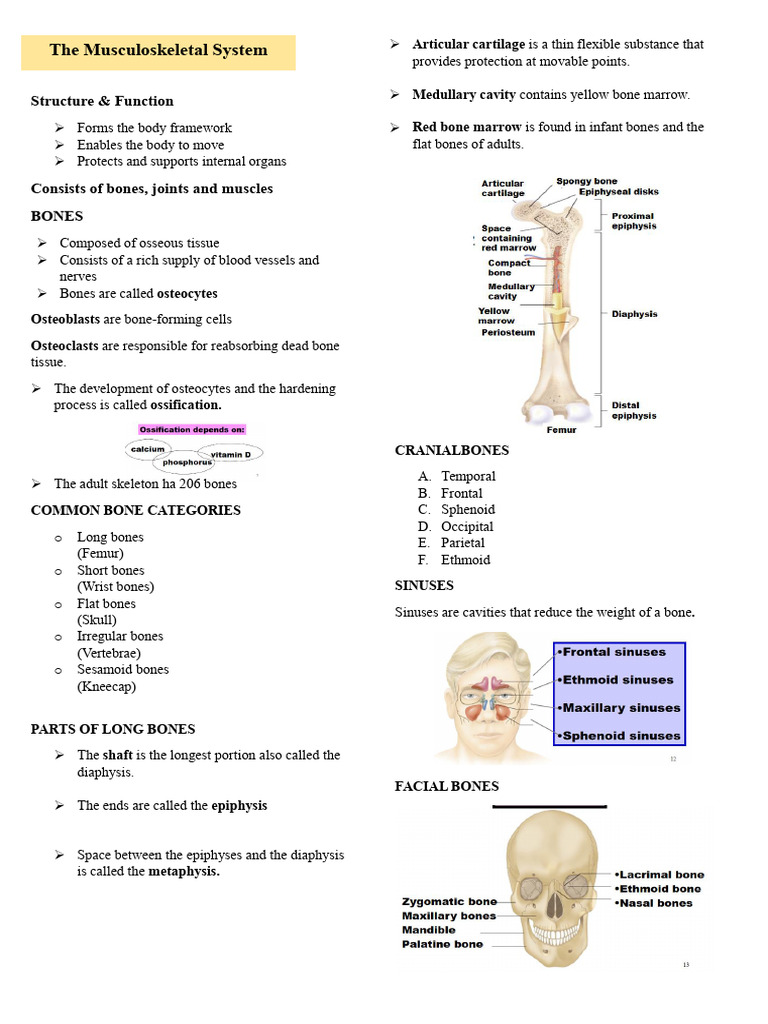 Musculoskeletal System Reviewer | PDF