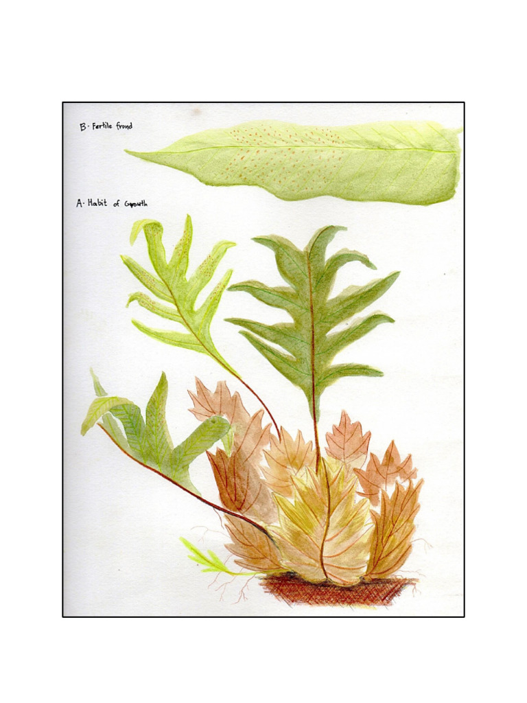 BIO102 - Laboratory Exercise 9 - Ferns | PDF | Leaf | Fern
